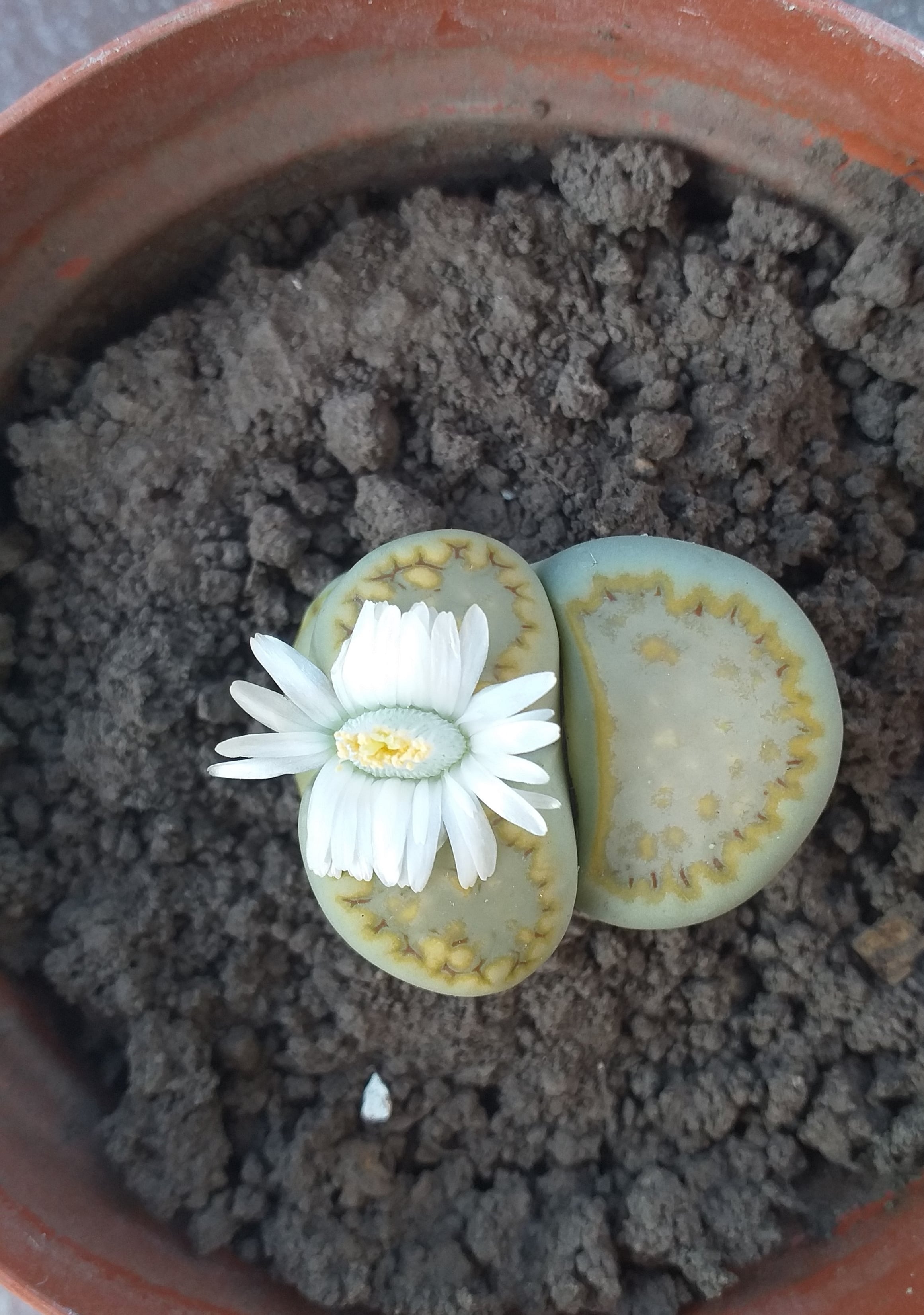 ♥ My Succu Garden ♥